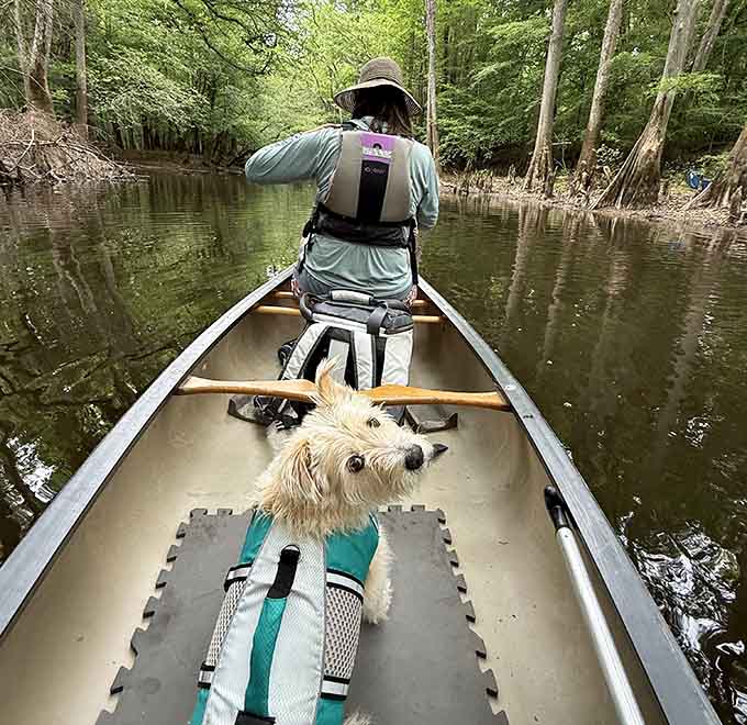 Even the dog gets a life jacket for this canoe adventure, because safety first applies to all crew members.