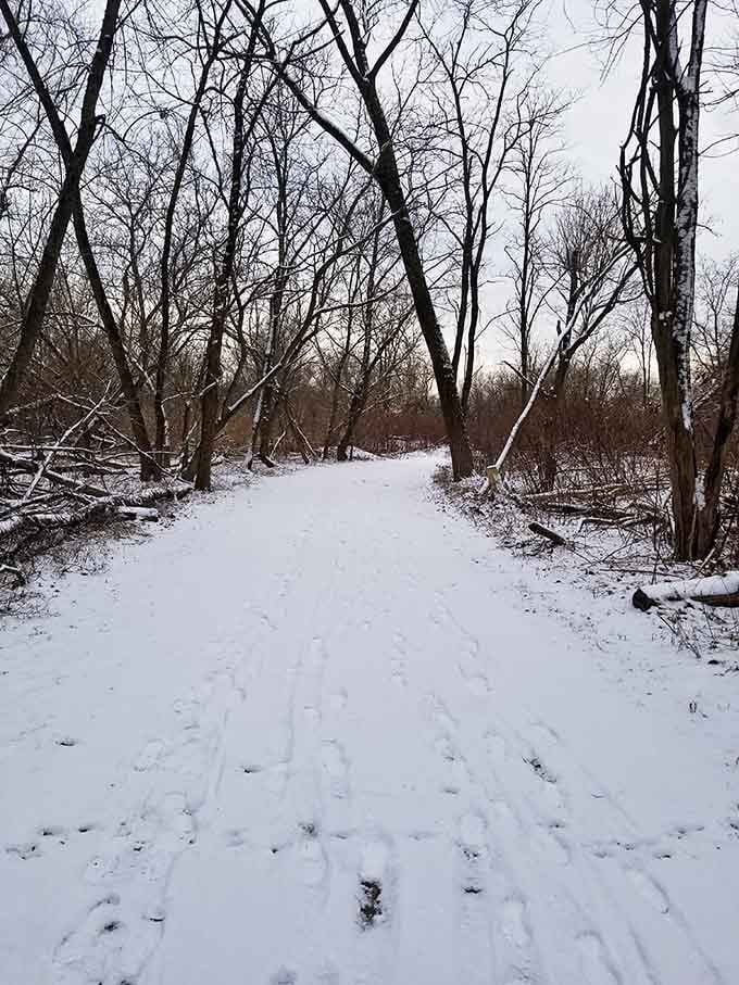 Winter blankets the trails in pristine snow, turning familiar paths into a peaceful frozen wonderland.
