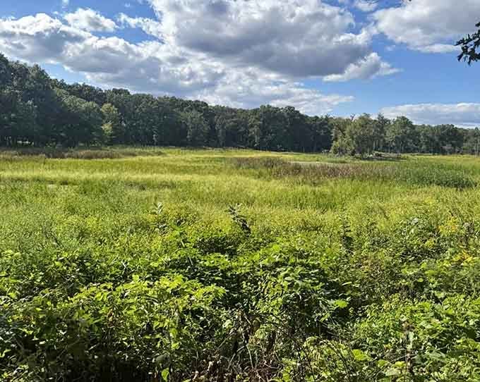 Wetland ecosystems thrive alongside the trail, offering riders front-row seats to nature's own reality show.