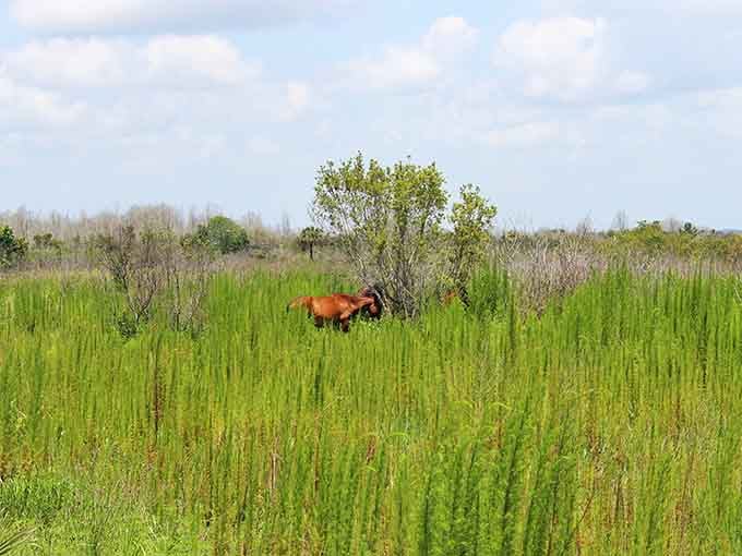 One horse, endless prairie, and the kind of solitude that makes you forget about traffic jams entirely.