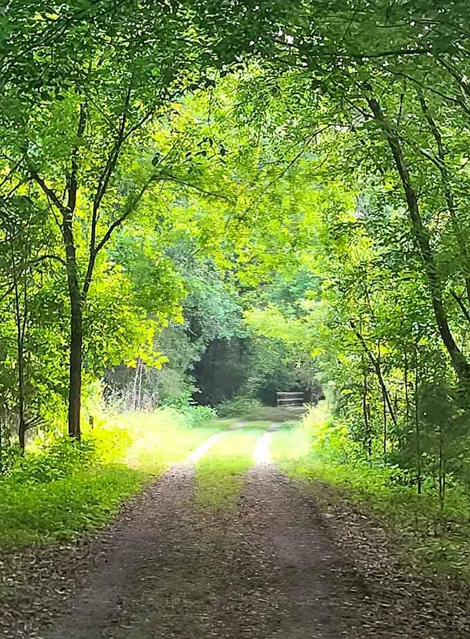 This luminous green tunnel looks like the entrance to a fairy tale, minus the talking animals and questionable plot twists.