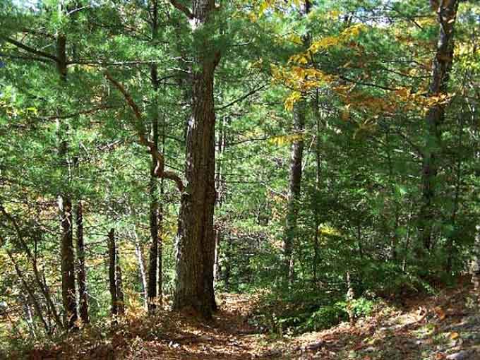 Forest trails where the only sounds are birdsong and your own footsteps, which is basically meditation without the yoga mat.