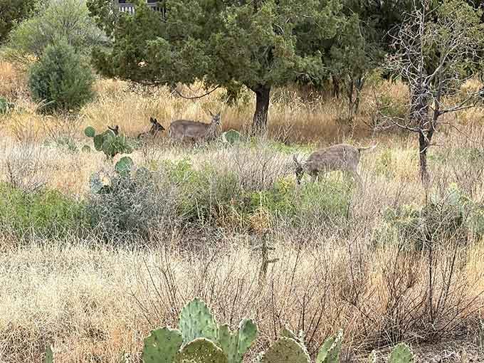 Mule deer graze peacefully among the vegetation, unbothered by hikers and living their best Big Bend life.