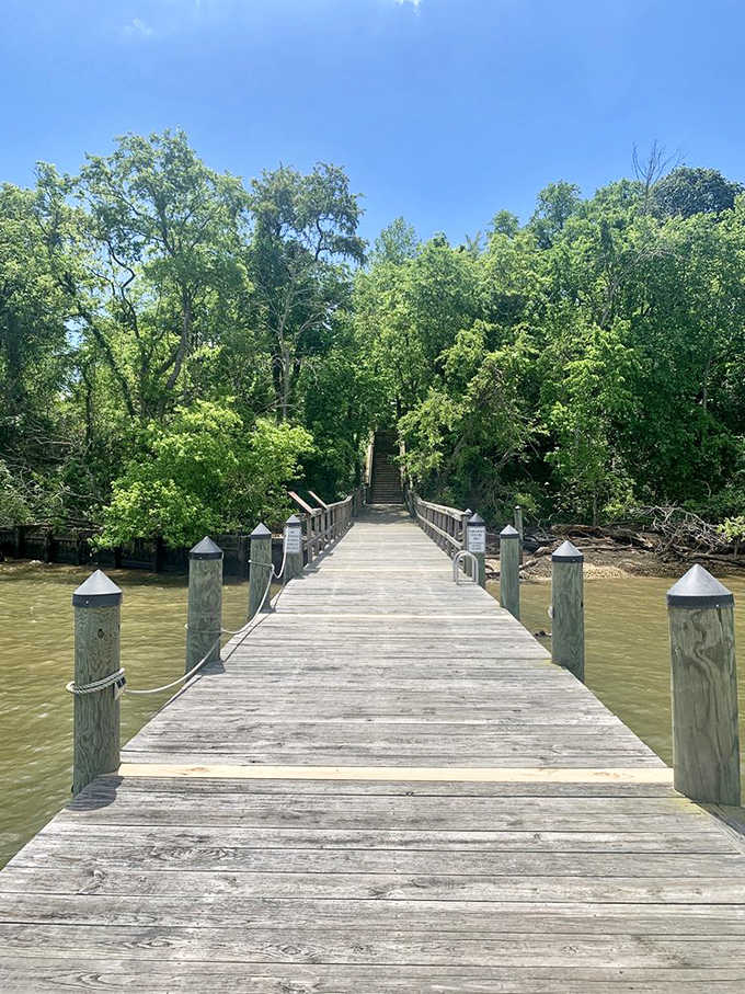 This sturdy dock stretches into murky waters, inviting contemplation and perhaps a fishing line or two.