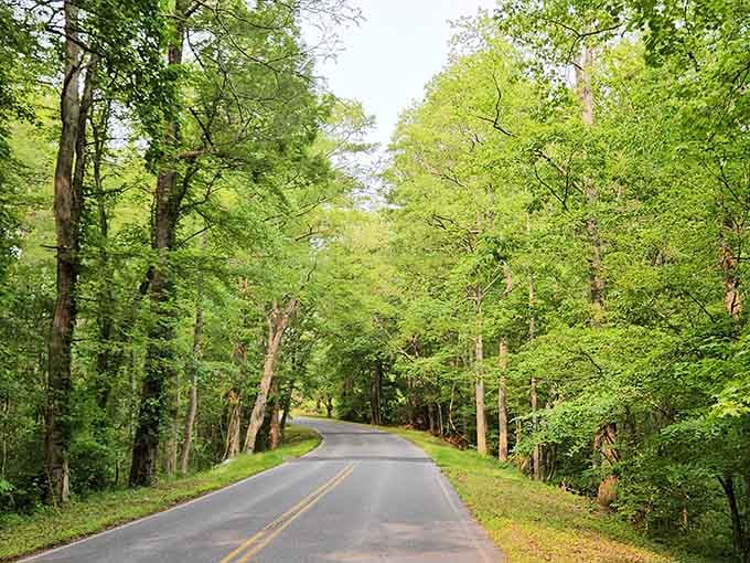 Tree-lined roads curve through landscapes that make you forget highways and traffic ever existed.