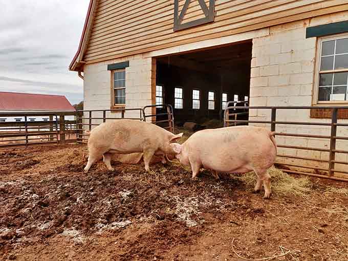 These happy pigs have hit the jackpot, spending their days in spacious pens with plenty of mud.
