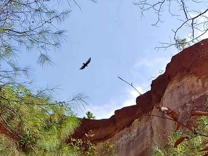 Hawks circle overhead, riding thermals that rise from sun-warmed canyon walls in their endless aerial ballet.
