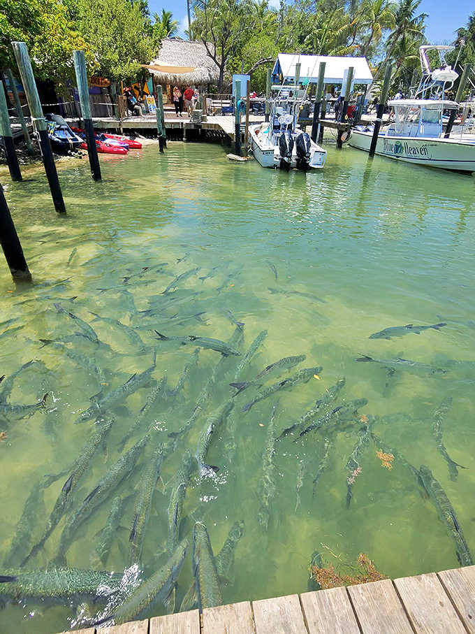The water churns with so many tarpon that counting them becomes an exercise in futility and joyful surrender.