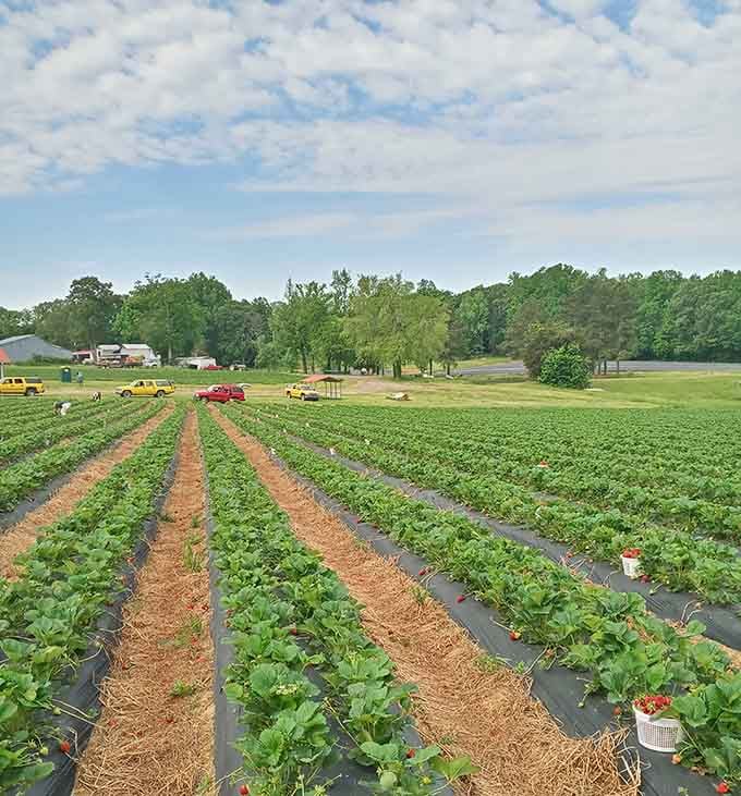Those perfectly straight rows stretch toward the horizon like an agricultural symphony waiting to be harvested.