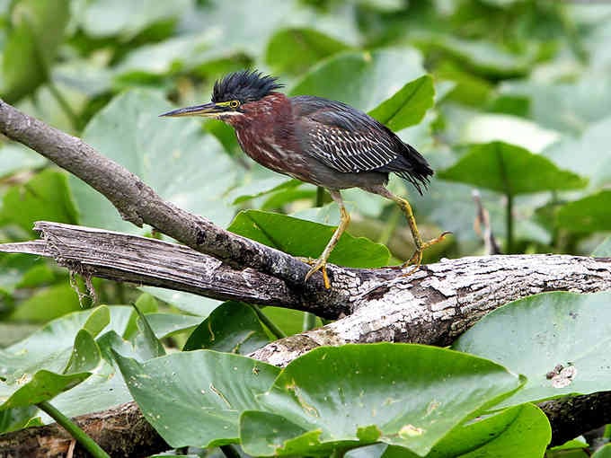 This little heron hunts breakfast with more focus than you've shown all week, and better results.