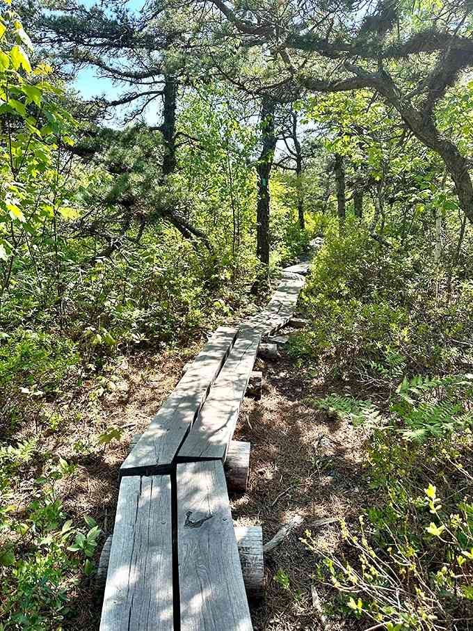 Boardwalks guide you through delicate ecosystems, keeping your feet dry while nature does its thing all around.