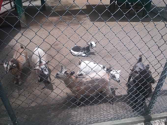 These goats at Santa's Land are friendlier than most relatives you'll see during actual Christmas dinner.