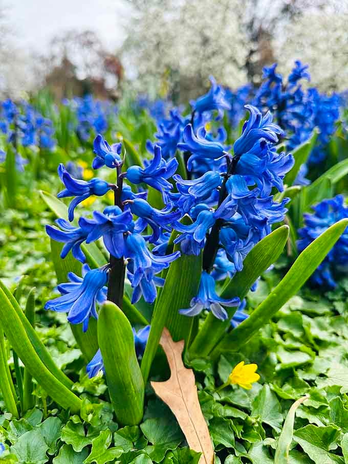Blue hyacinths so intensely colored they look like they were photoshopped, except this is completely real life.