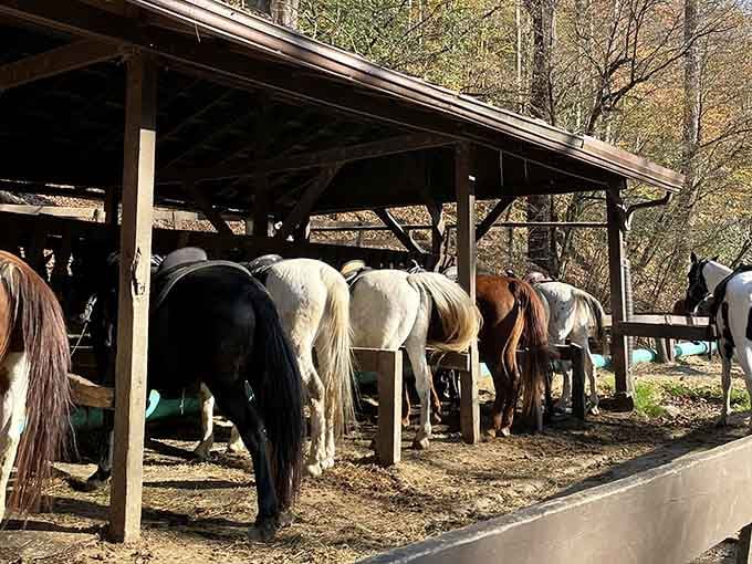 The crew waits patiently under the shelter, ready for another day of carrying adventurers through the Smokies.