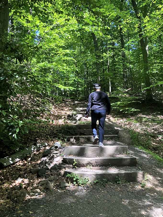 Stone steps climb through the woods, each one bringing you closer to views that'll make the effort completely worthwhile.