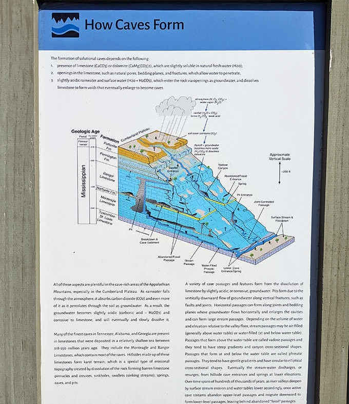 Educational displays explain the geological magic behind cave formation, turning your adventure into a surprisingly fascinating science lesson without the homework.