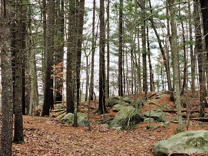 Cathedral-like pine groves where the only sound is wind through needles and your own peaceful breathing.