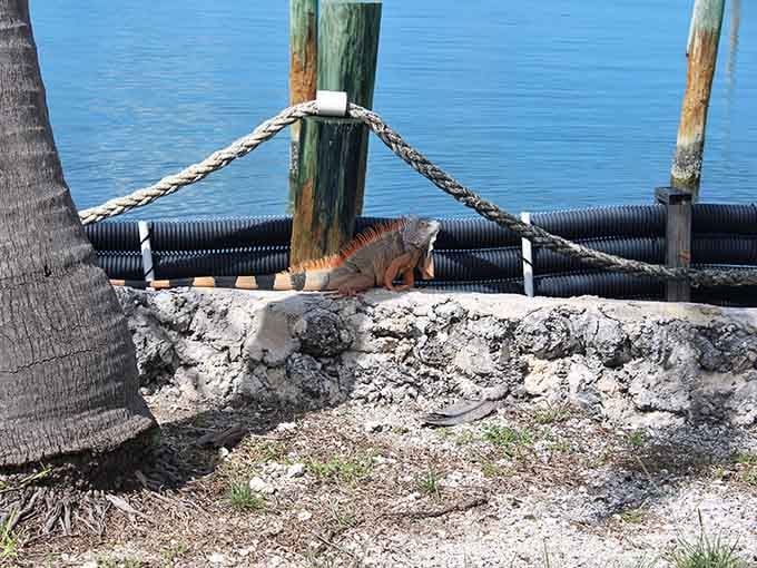 An iguana sunbathing by the dock proves even the local wildlife knows where the best real estate is located.