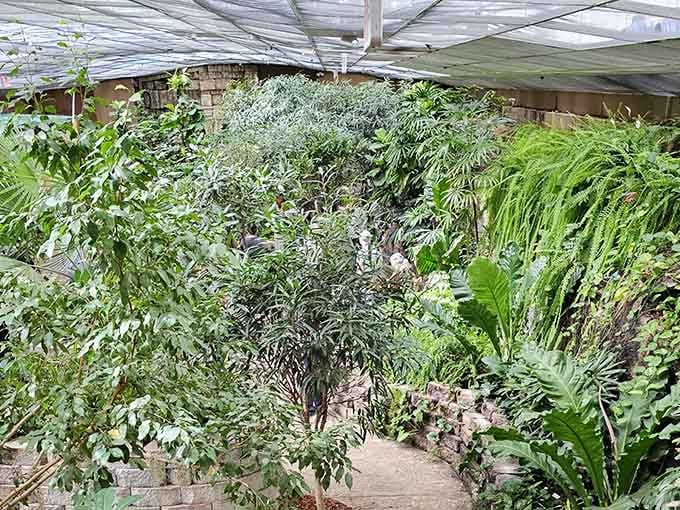 Winding paths through dense foliage make you forget you're indoors, which is exactly the point here.