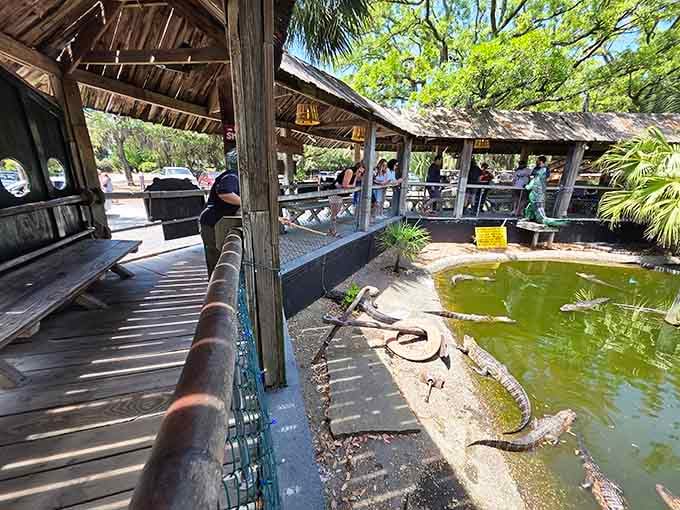 Dining with alligators watching is either incredibly brave or slightly unhinged, depending on your perspective and beer count.