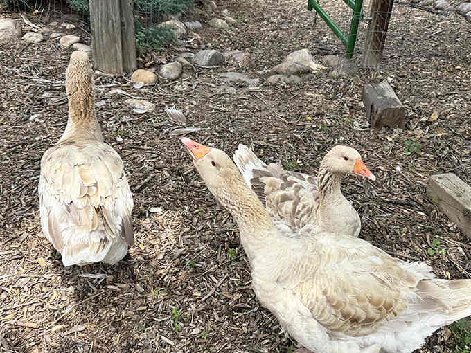The farm's ducks waddle around with the confidence of celebrities who know they're absolutely adored here.