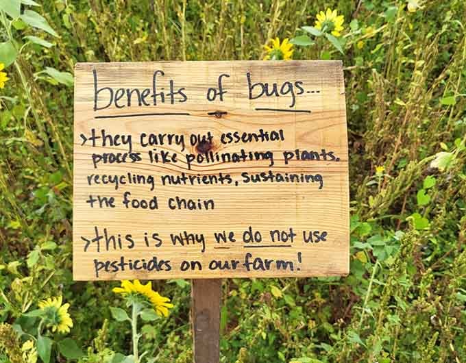 Even the bugs get appreciation here, reminding us that nature's smallest workers deserve recognition for their pollinating efforts.