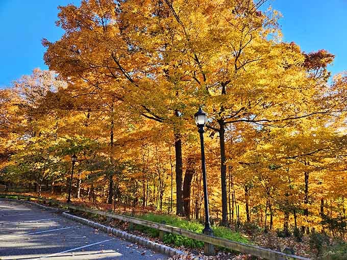 Autumn colors so vibrant they make your phone's saturation settings look lazy and completely unnecessary for once.