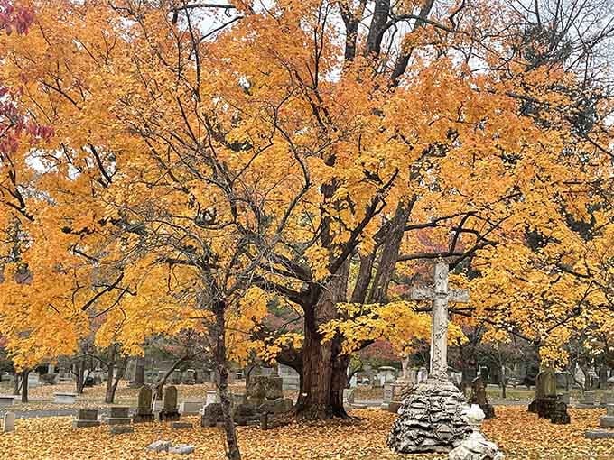 Golden autumn leaves create a natural cathedral overhead, filtering sunlight into something almost magical below.