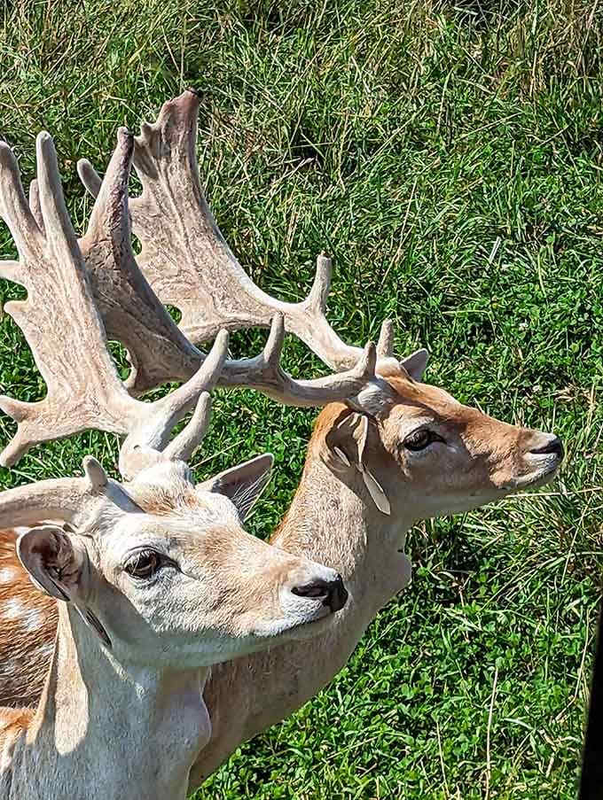 Majestic deer with impressive antlers remind you that this safari experience is genuinely special.