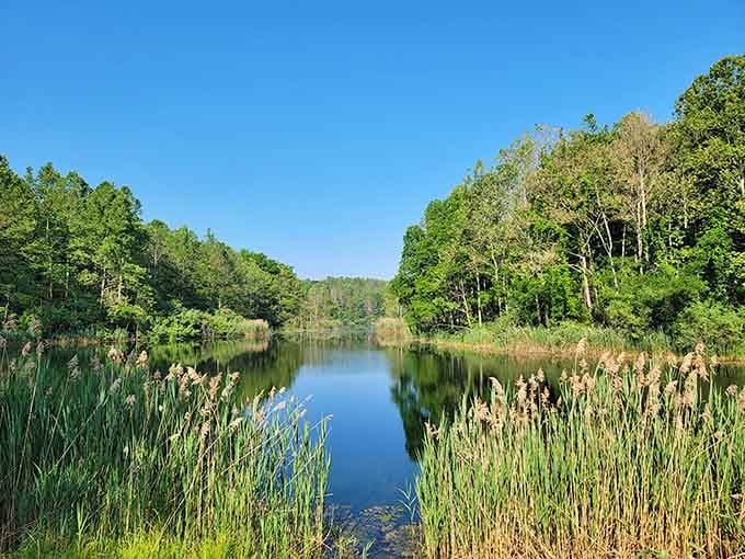 Tranquil waters reflecting surrounding forest create the kind of peaceful scene that makes you forget your daily worries entirely.