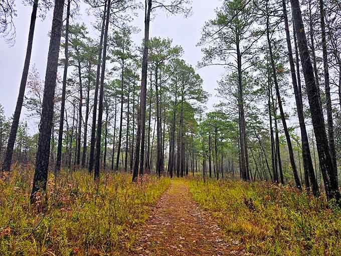 Birdsong Nature Center's longleaf pine forests offer peaceful trails through ecosystems older than the United States.