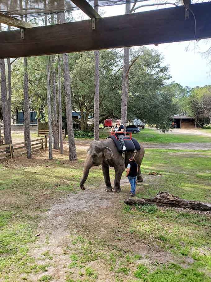 The elephant ride experience offers a unique perspective, literally putting you on top of the world's most magnificent land mammal.