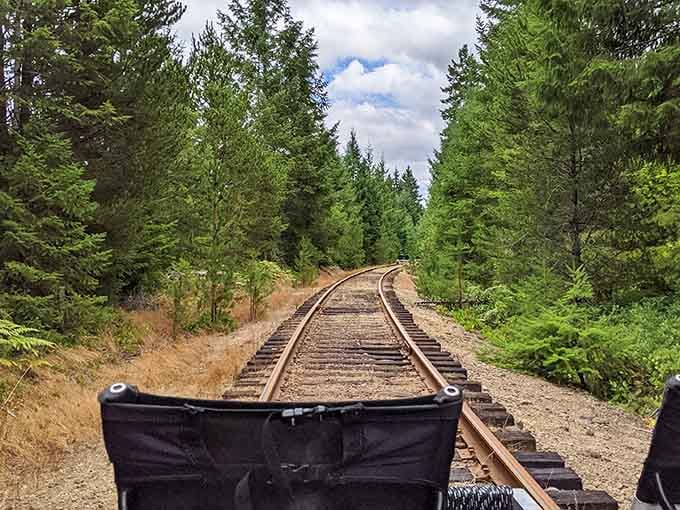 The tracks curve gently through towering evergreens, promising discoveries around every bend ahead.