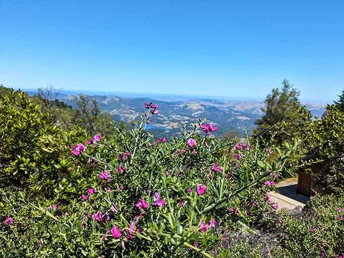 Wildflowers frame mountain vistas in a combination that belongs on every postcard ever made.