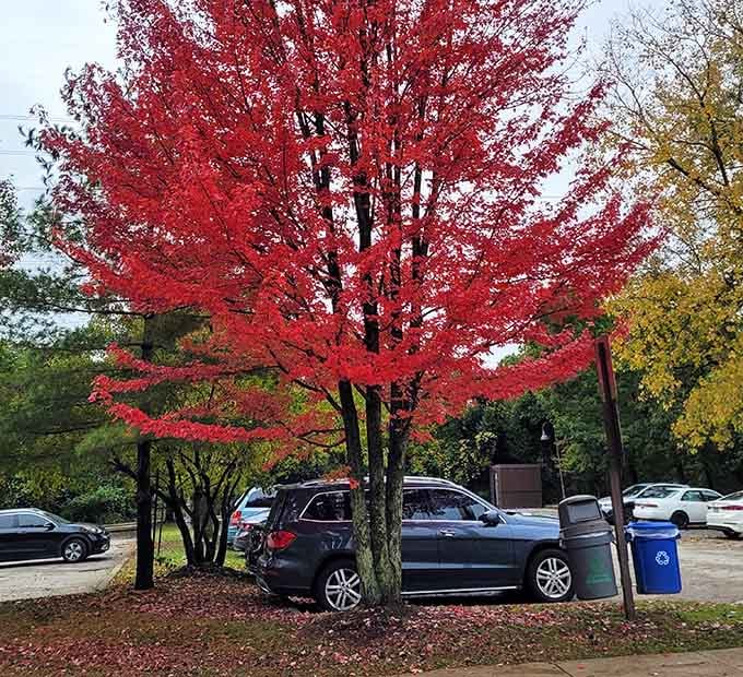 Even the parking area gets dressed up for fall, with trees showing off like they're auditioning for something.