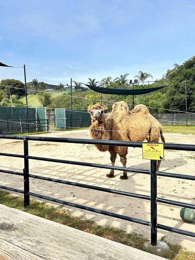 This Bactrian camel's expression suggests it knows exactly how ridiculous it is to live in California's agricultural heartland instead of Mongolia.
