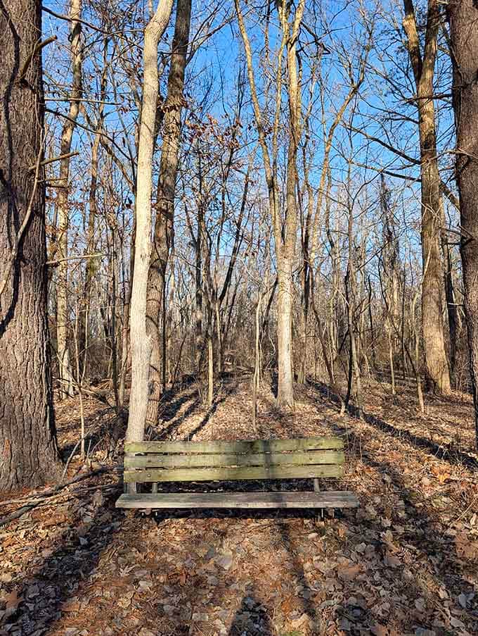 Winter woods reveal their architecture when the leaves drop, showing you what summer keeps hidden from view.