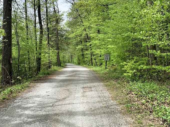 Tree-lined park roads in spring green, proving that sometimes the journey really is as good as the destination.