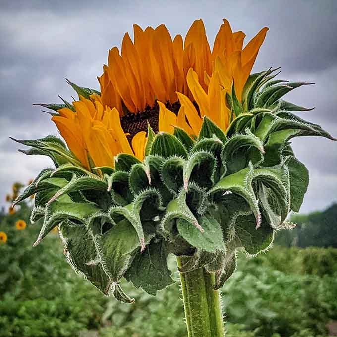 Petals unfurl dramatically, catching that perfect moment when a sunflower decides it's finally ready for its debut.