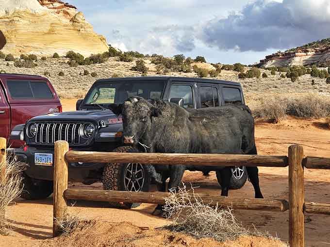 Even the local wildlife stops by to admire the view, though this bull seems unimpressed by geological time.