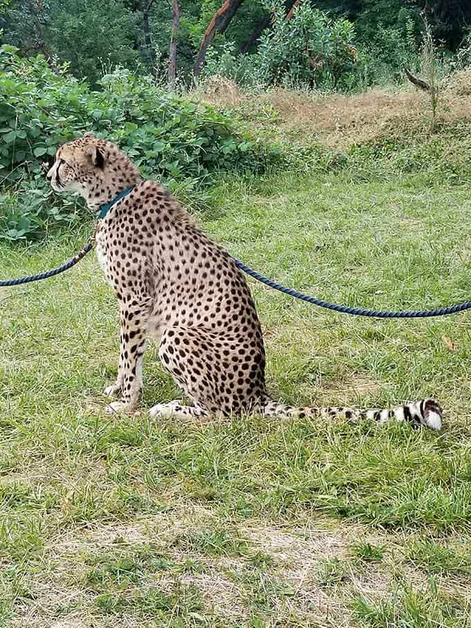 A cheetah on a leash during what's likely an educational encounter, showcasing those iconic spots up close.