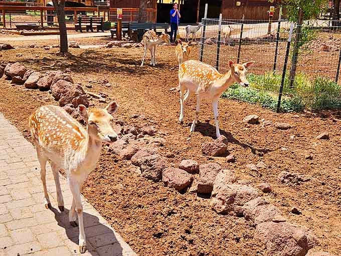 Gentle deer at the Grand Canyon Deer Farm prove that not all Arizona wildlife wants to sting or bite you.