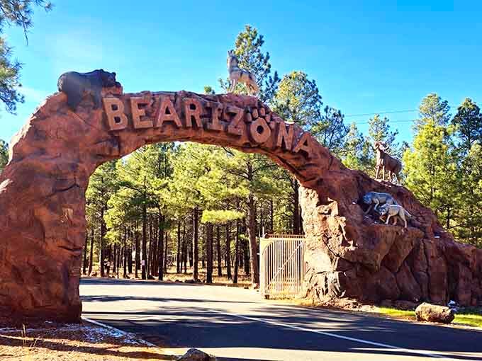 The Bearizona entrance arch announces you're entering wildlife territory where bears actually outnumber the souvenir stands inside.