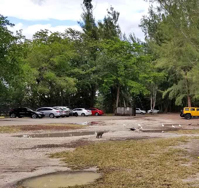The parking area's modest size guarantees you won't spend twenty minutes circling like a vulture hunting for spots.
