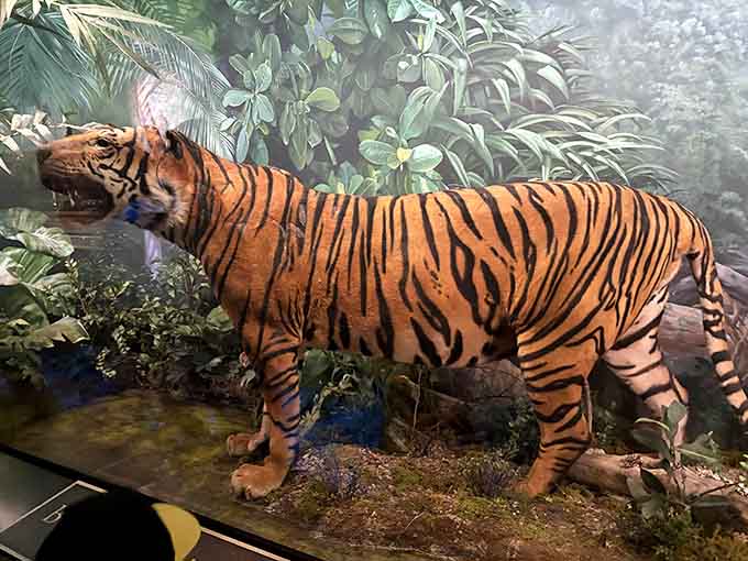 The tiger display captures raw power and grace, bringing Asian jungles to the American Midwest convincingly.