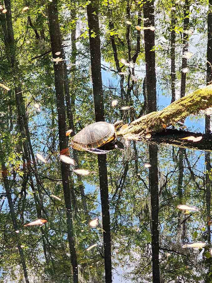 This turtle's got the right idea, soaking up rays on a log while the world rushes by overhead.