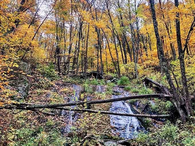 Autumn transforms the forest into a masterpiece that would make any artist jealous of nature's palette.