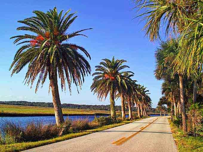 These palms glow golden in the light, standing sentinel along the water like they're posing for a postcard.