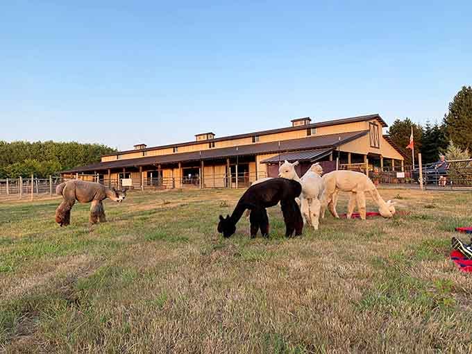 Golden hour at the ranch turns ordinary grazing into something worthy of a nature documentary narration.