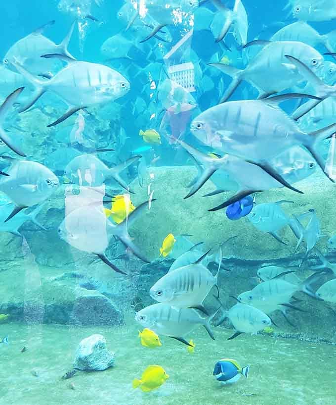 Schools of silvery fish moving in perfect synchronization, putting every dance troupe to shame effortlessly.